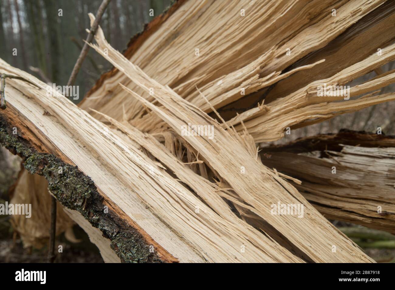 fallen old oak tree detail Stock Photo - Alamy