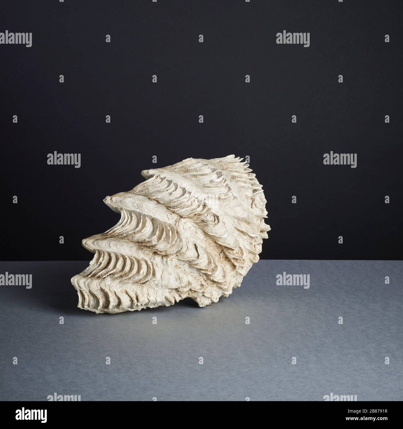 Big white sea shell on paper background Stock Photo - Alamy