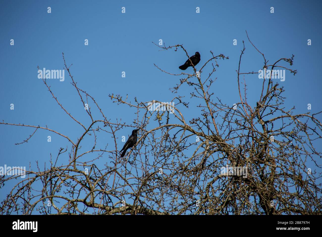 black crows on wintry tree Stock Photo - Alamy