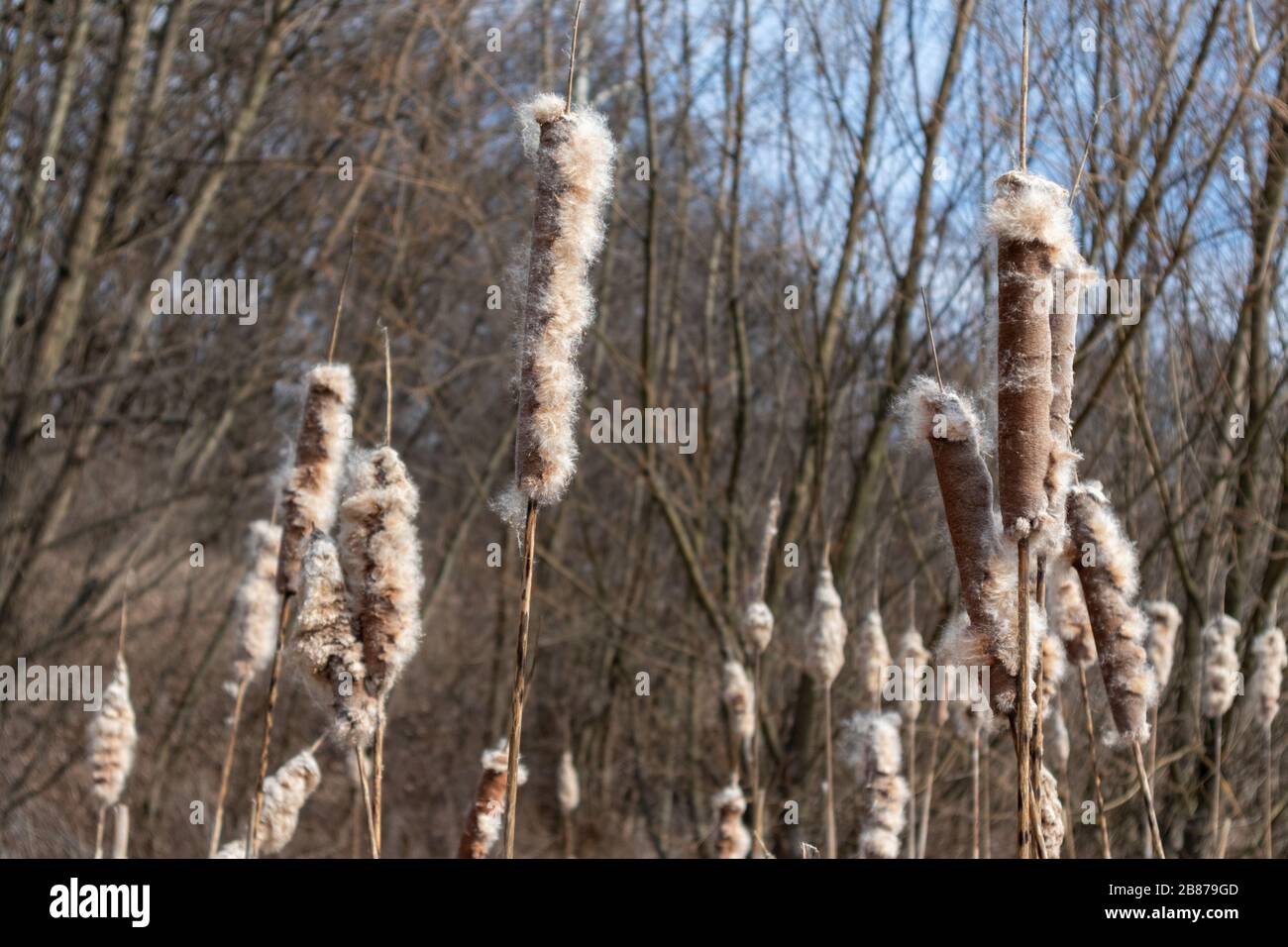 Dry water reeds cold spring pond lake foliage Stock Photo - Alamy