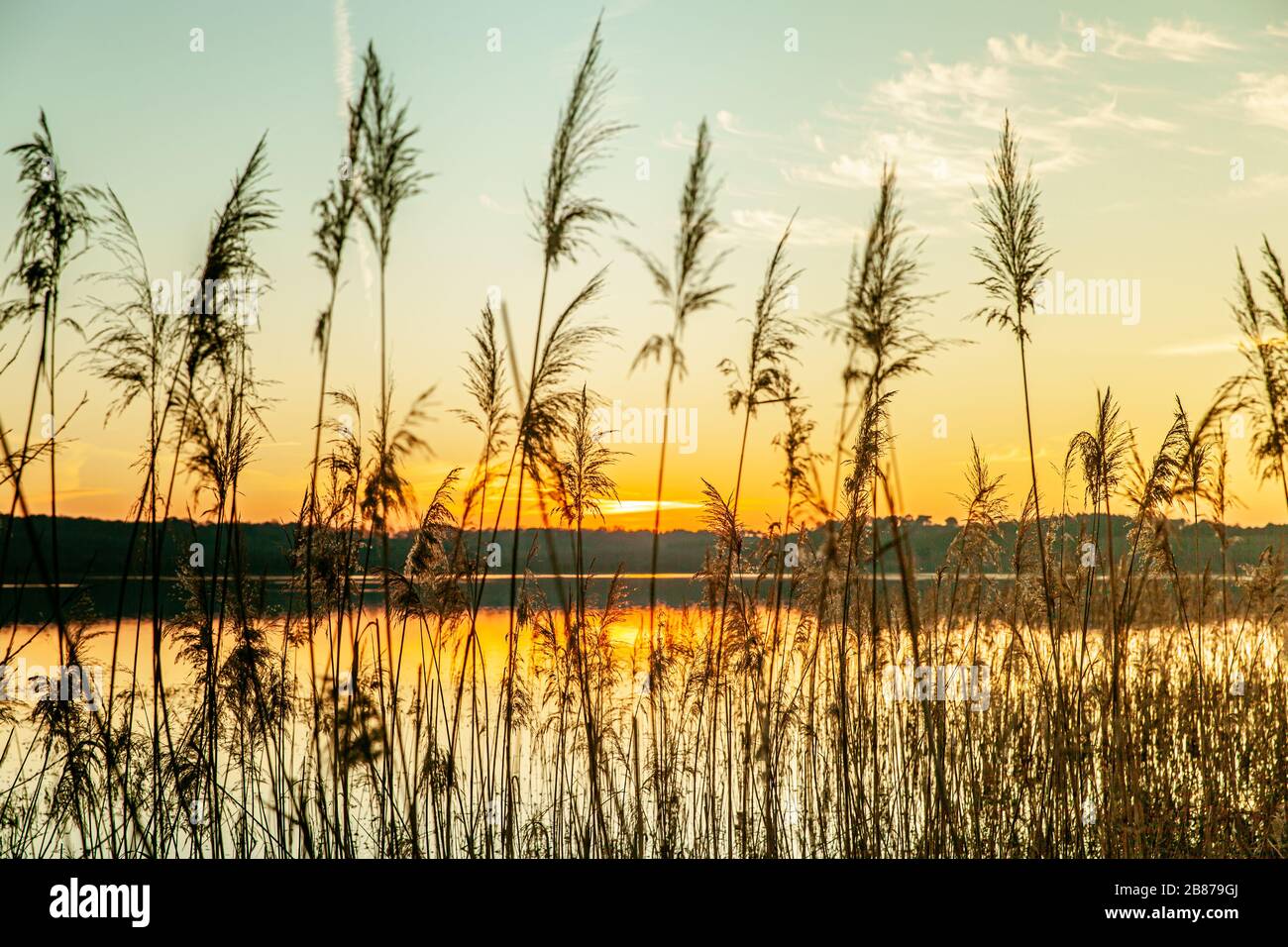 lake with reed Silhouette at Colorful sunset scenery Nature Backgrounds ...