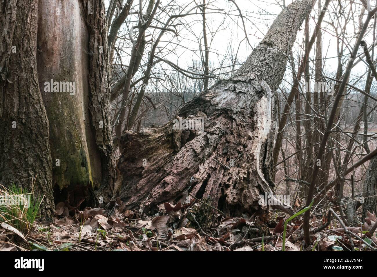 Sick Tree High Resolution Stock Photography and Images - Alamy
