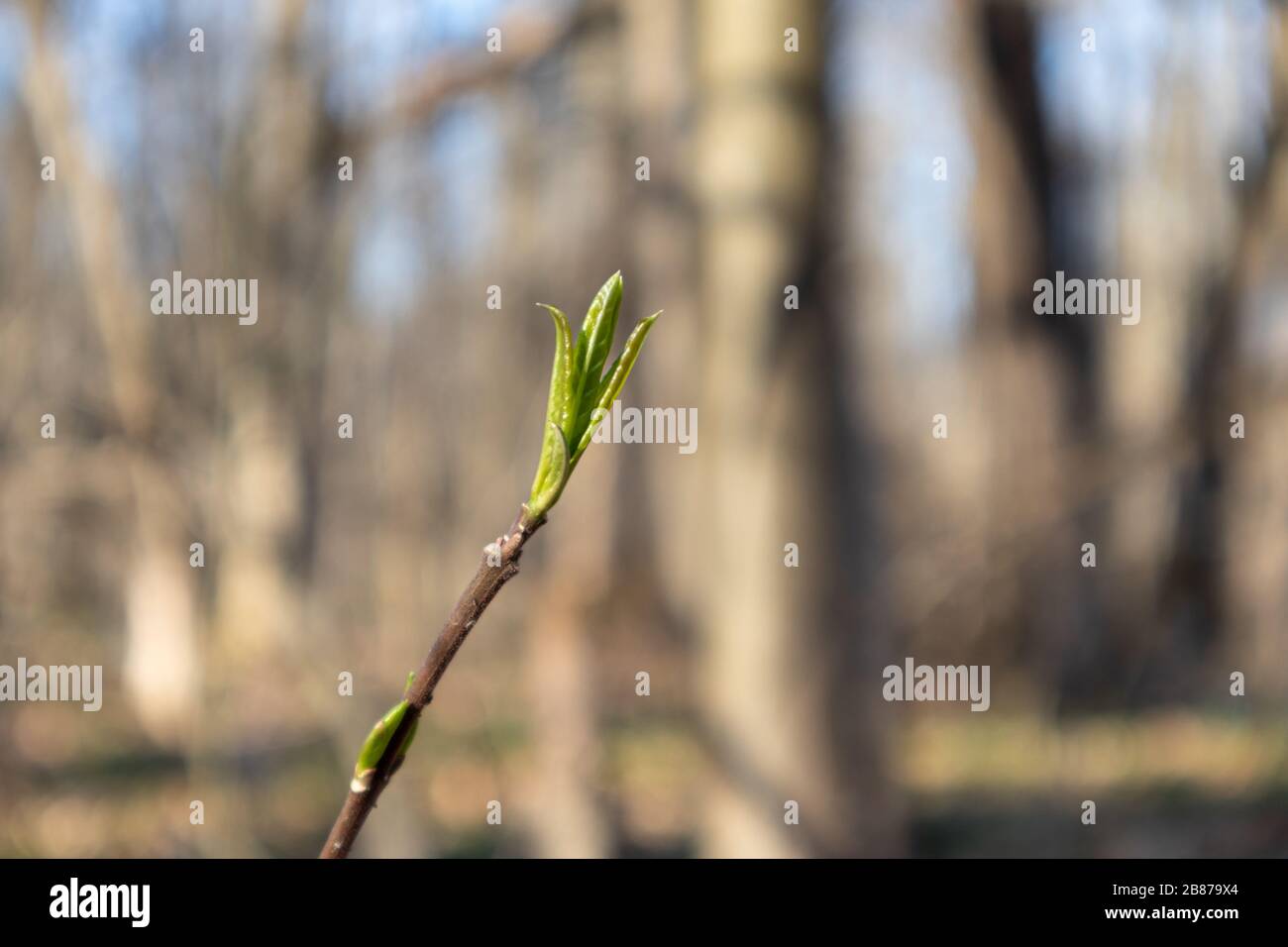 Spring small green leaves bud sprout tree branch in forest. Sunny ...