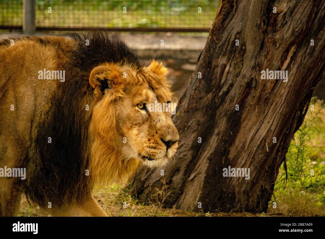 Lion side view hi-res stock photography and images - Alamy