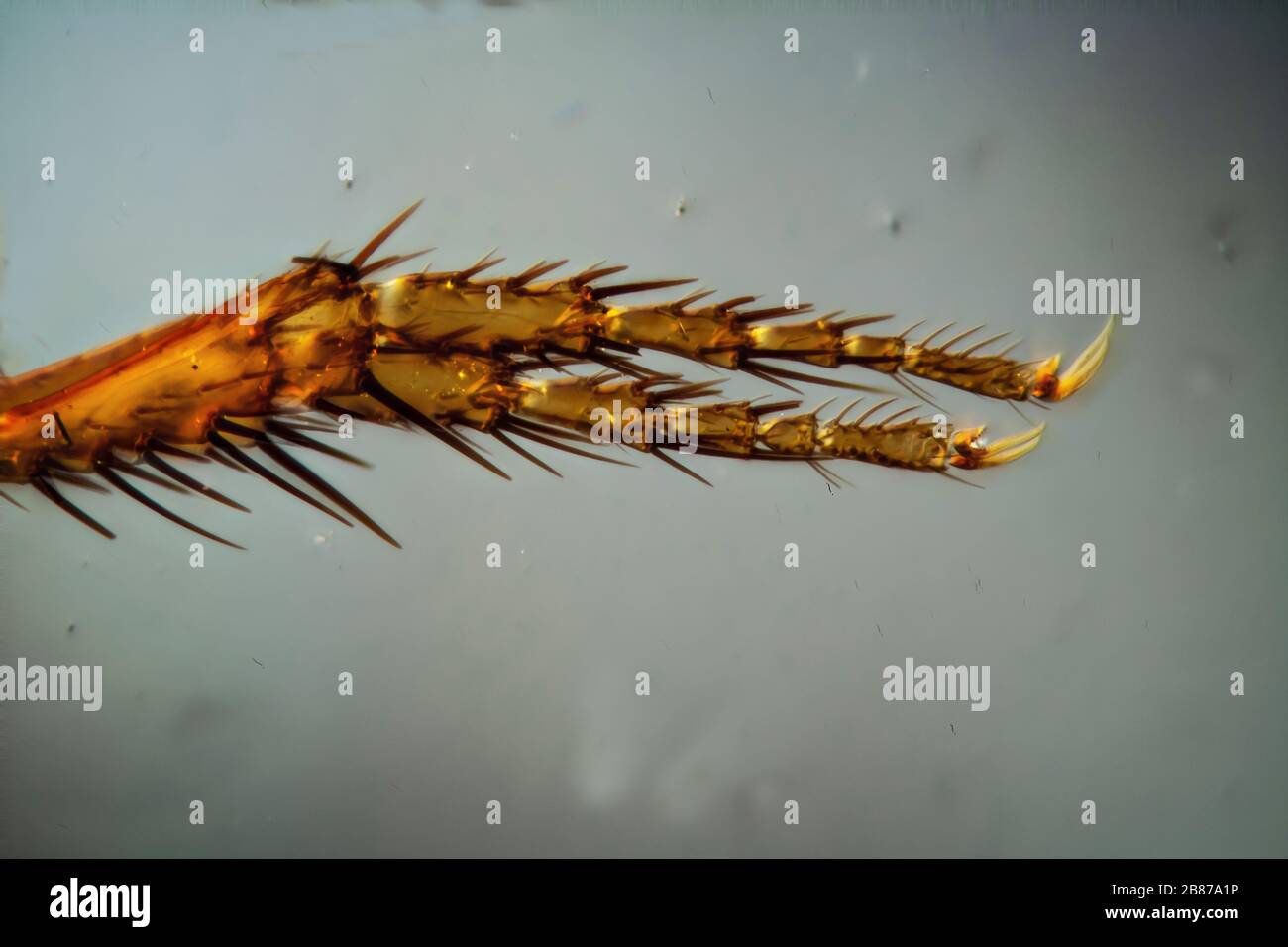 Flea jumping hi-res stock photography and images - Alamy