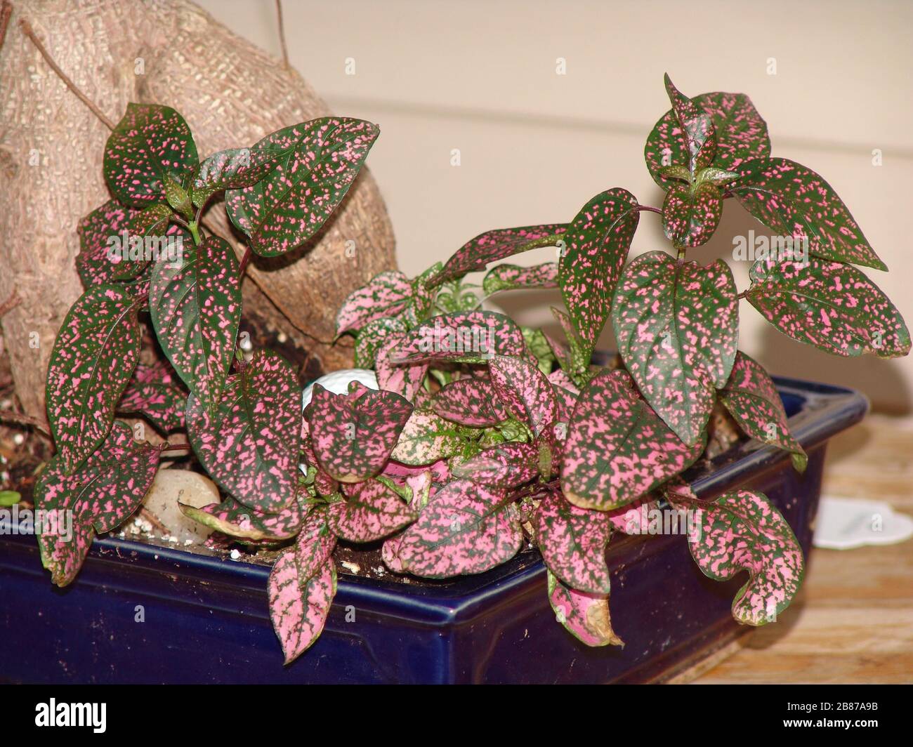 Hypoestes Phyllostachya High Resolution Stock Photography and Images ...