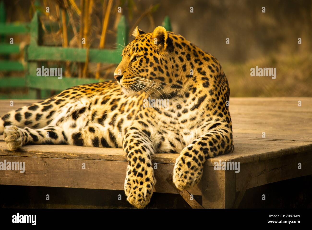 Beautiful Female leopard sitting on a wooden platform Stock Photo - Alamy