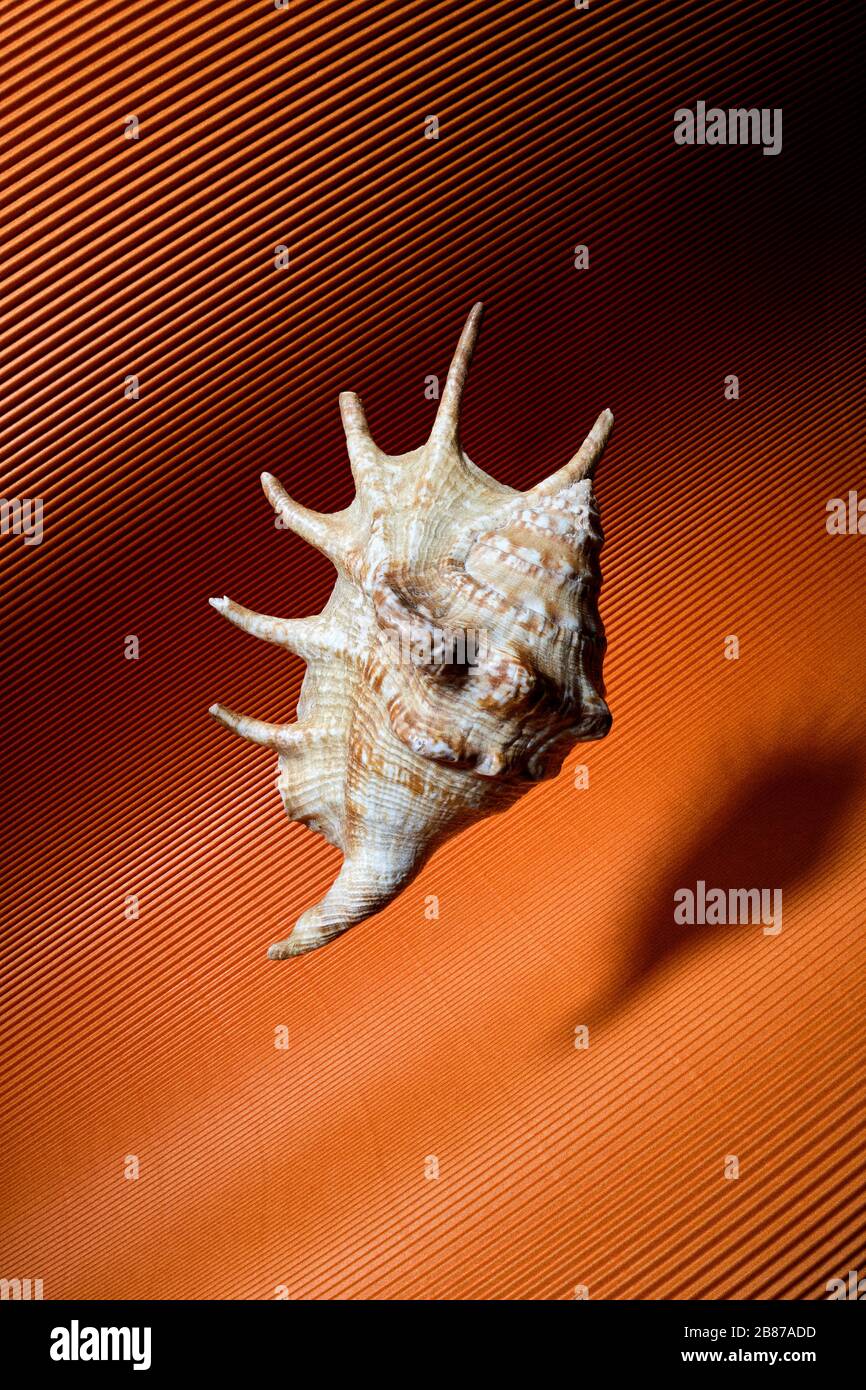 Floating shells against colorful paper background Stock Photo - Alamy