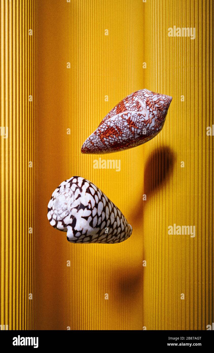 Corrugated shell hi-res stock photography and images - Alamy