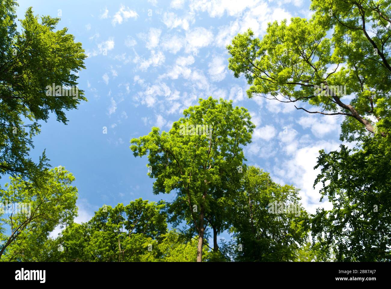 Trees with Sky Stock Photo - Alamy