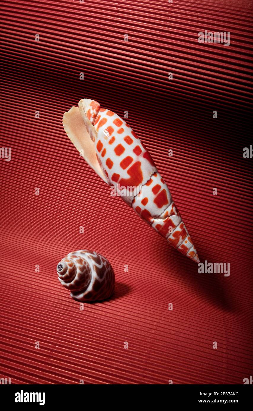 Corrugated shell hi-res stock photography and images - Alamy