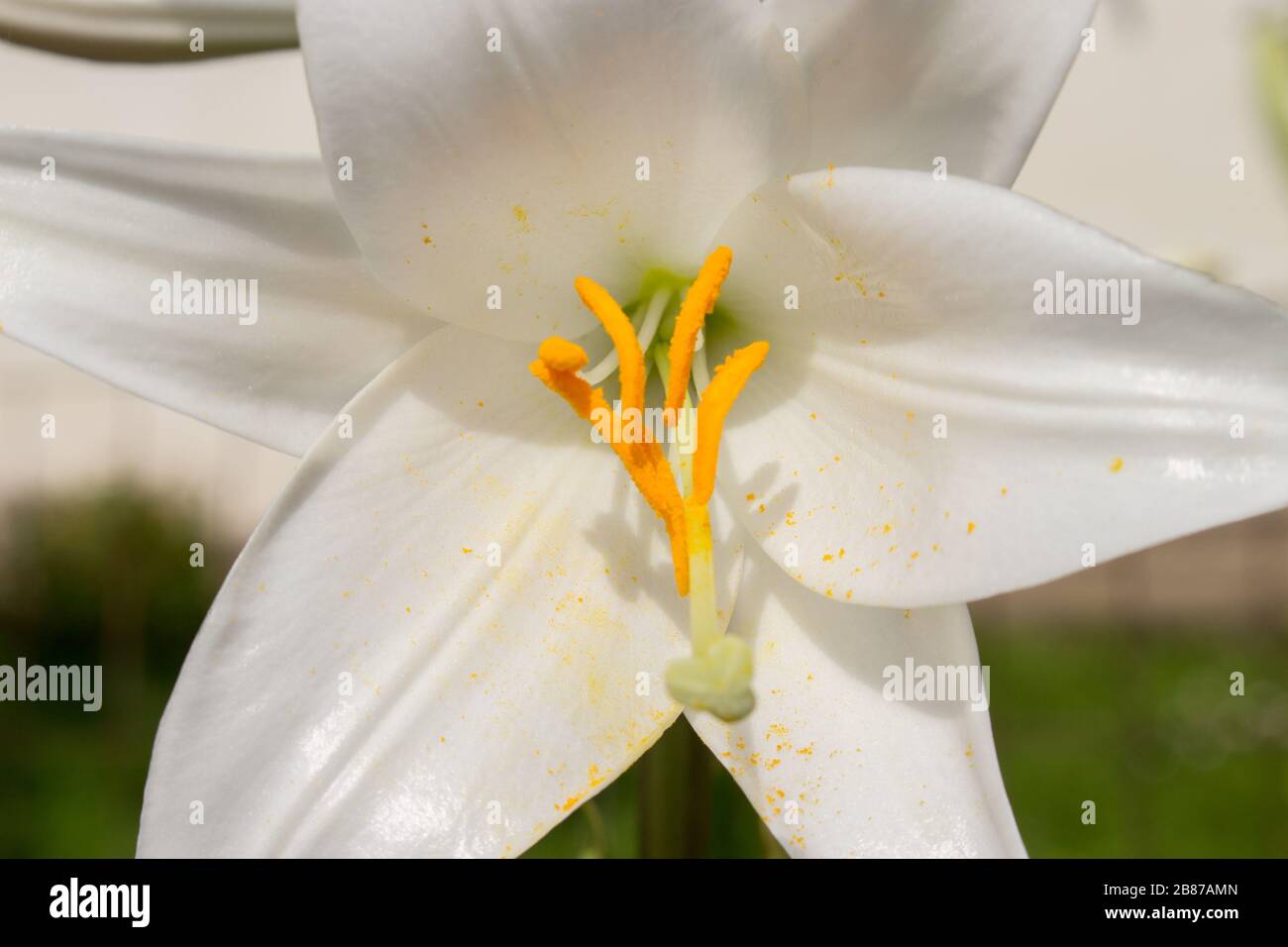 White lily in purple bouquet hi-res stock photography and images - Alamy