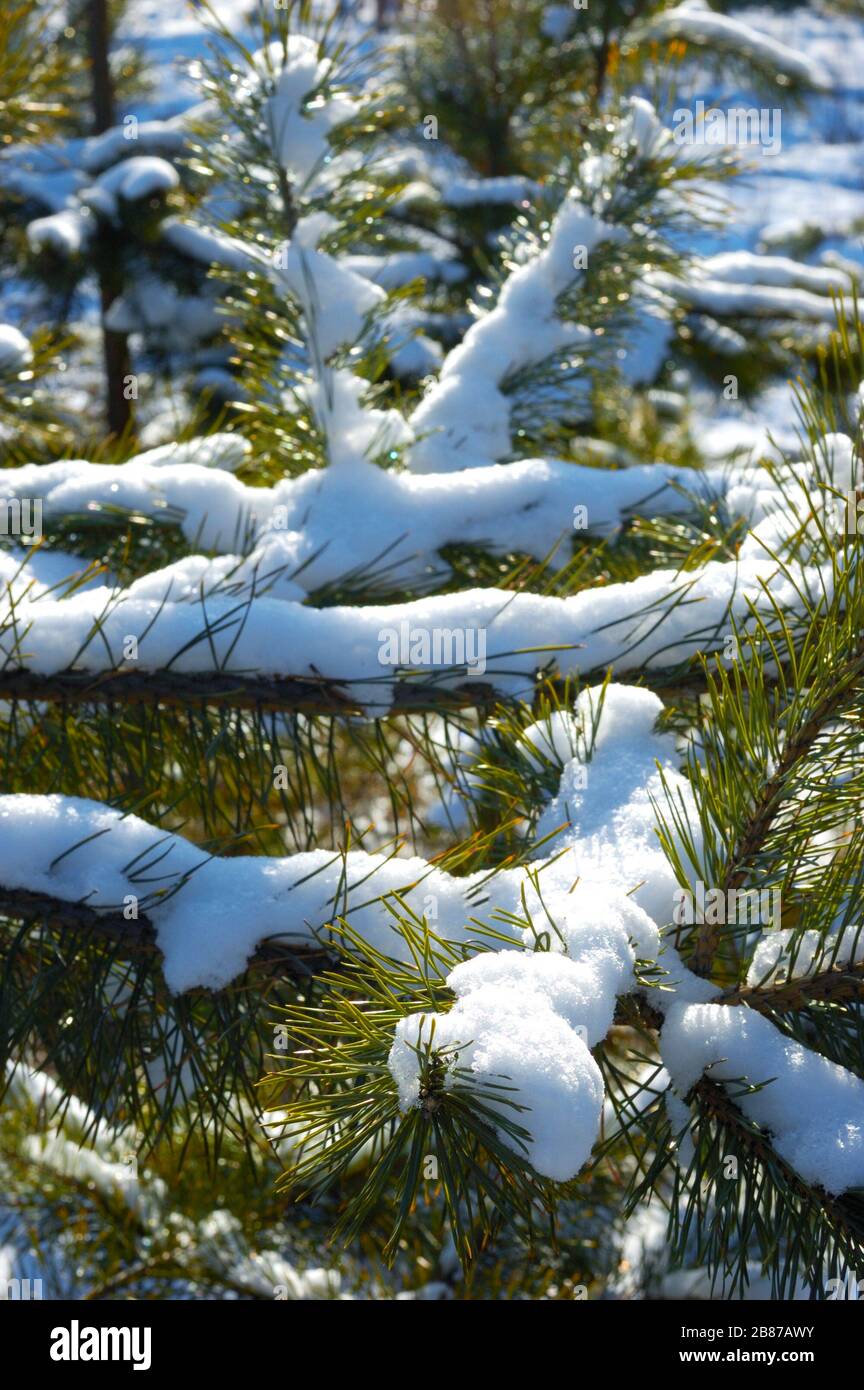 Green snowy frozen spruce branches of a beautiful large spruce growing ...