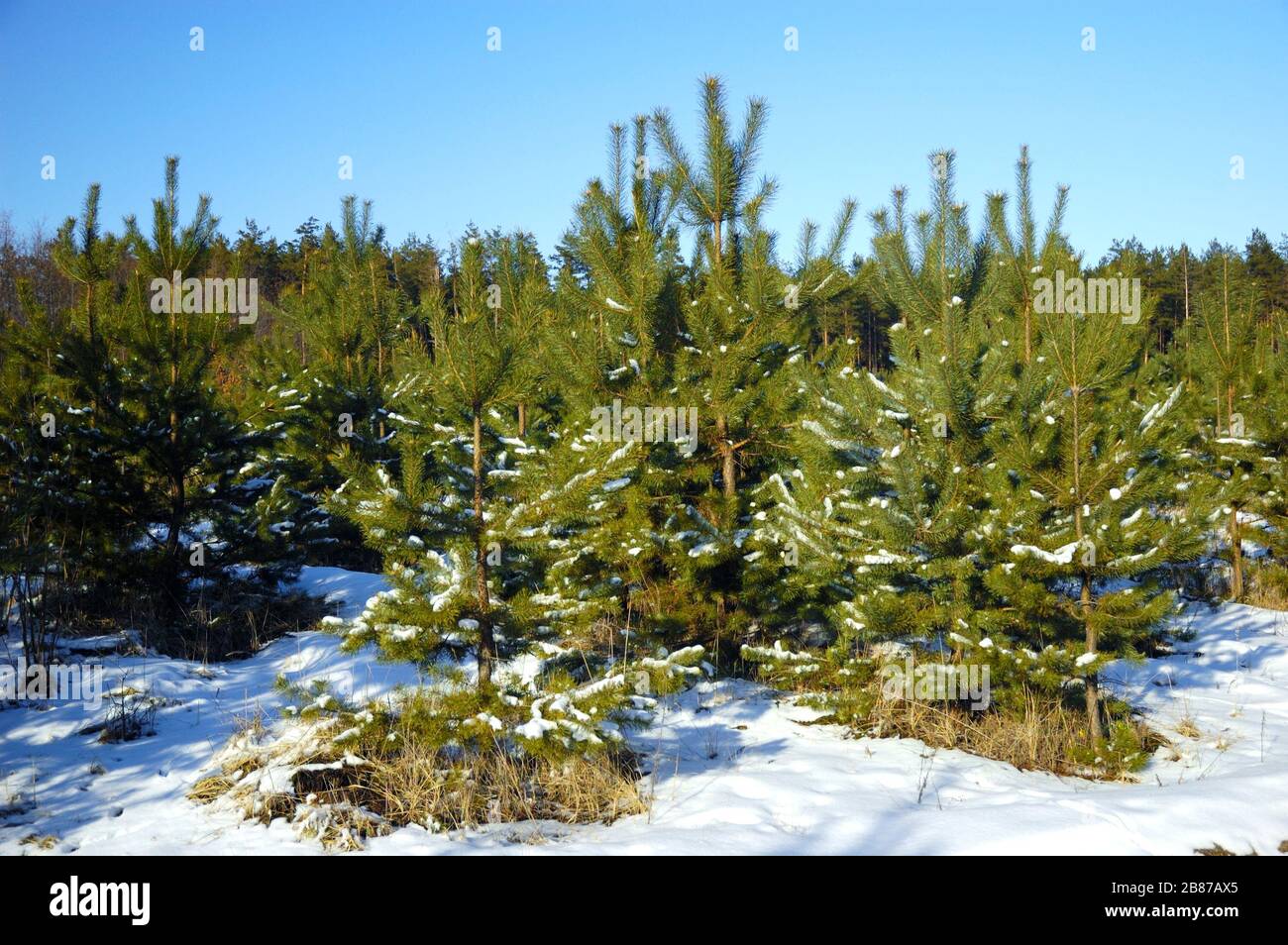 Young snowy Christmas trees grow in a forest among snowdrifts on a ...