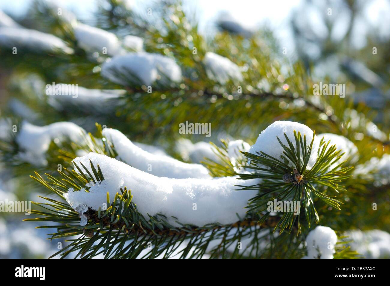 Green snowy frozen spruce branches of a beautiful large spruce growing ...