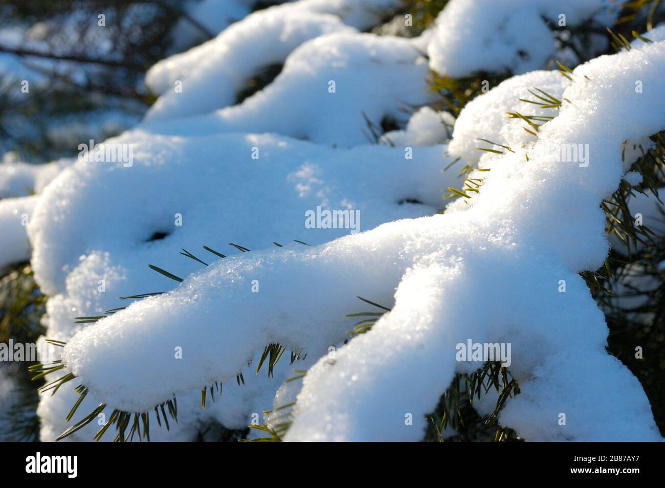 Green snowy frozen spruce branches of a beautiful large spruce growing ...