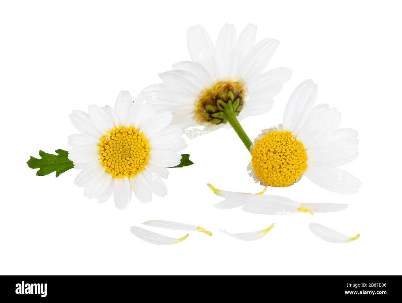 Without petals daisy hi-res stock photography and images - Alamy