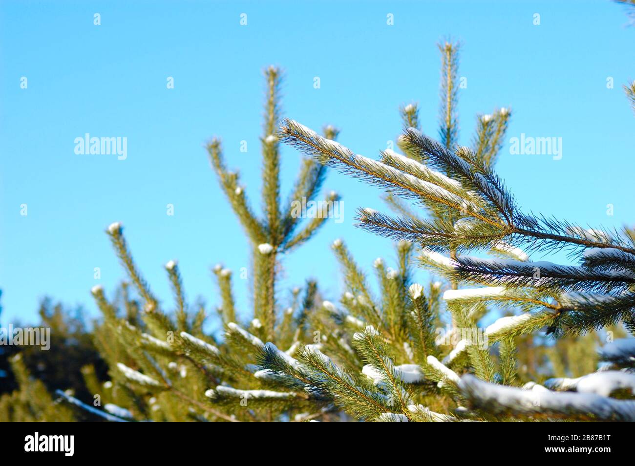 Young snowy Christmas trees grow in a forest among snowdrifts on a ...
