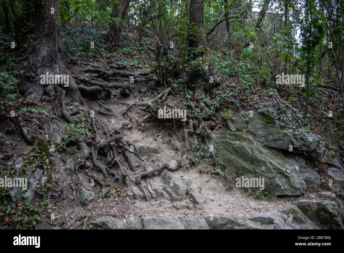 Forest and landscape around Frankenstein Castle Stock Photo - Alamy