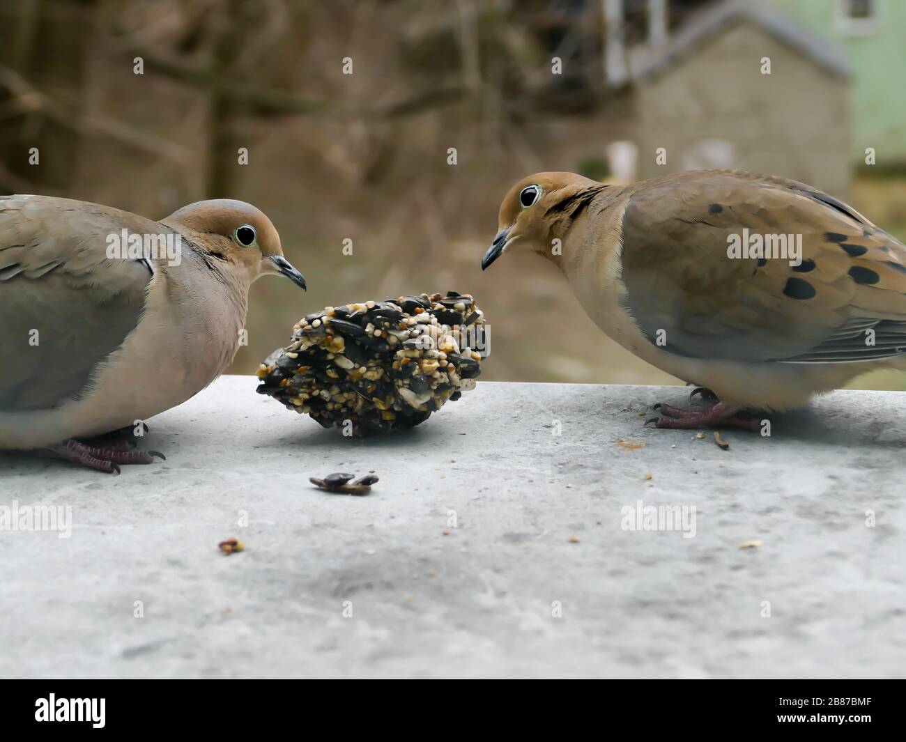 Turtledove hi-res stock photography and images - Alamy
