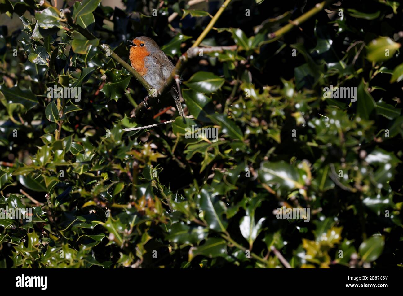 A robin sings its song in the Botanic Gardens in Dublin, on the first ...