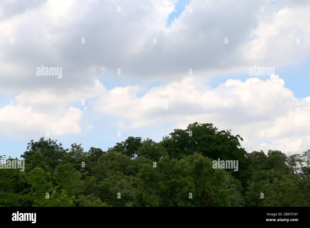 Jungle, forest and sky background, Amazon rain forest Stock Photo - Alamy