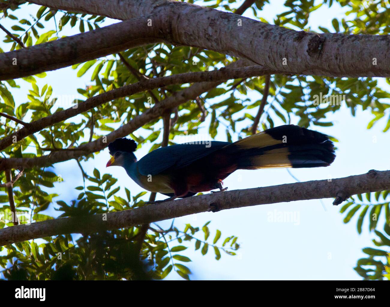 The largest of the Turaco family, they Great Blue Turaco is relatively ...