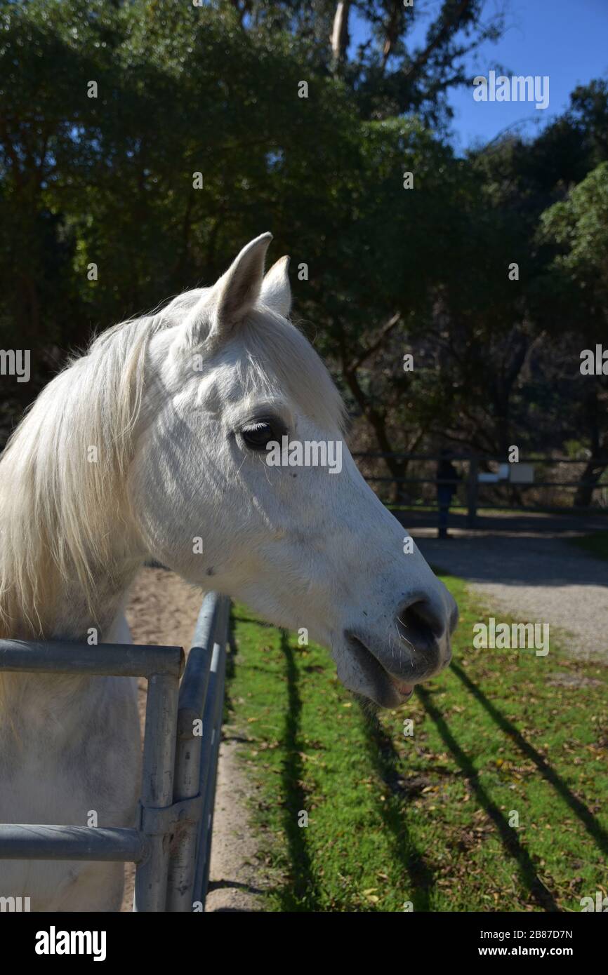 Cute white Arabian horse standing at fence Stock Photo - Alamy