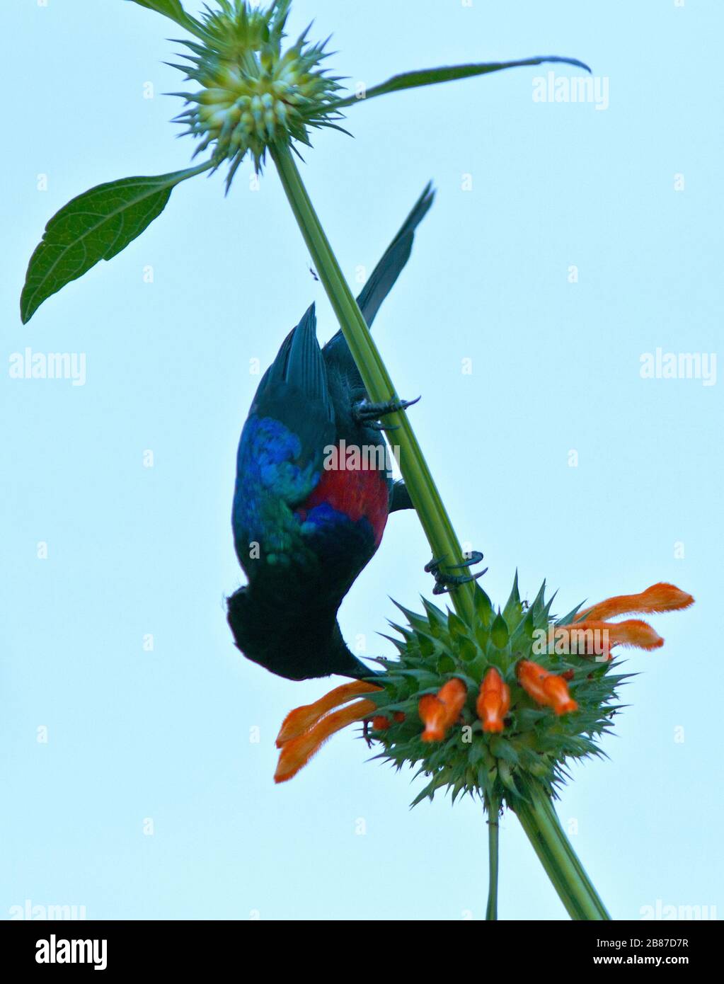 The vivid sheen of a male Red-chested Sunbird as it feeds from the ...