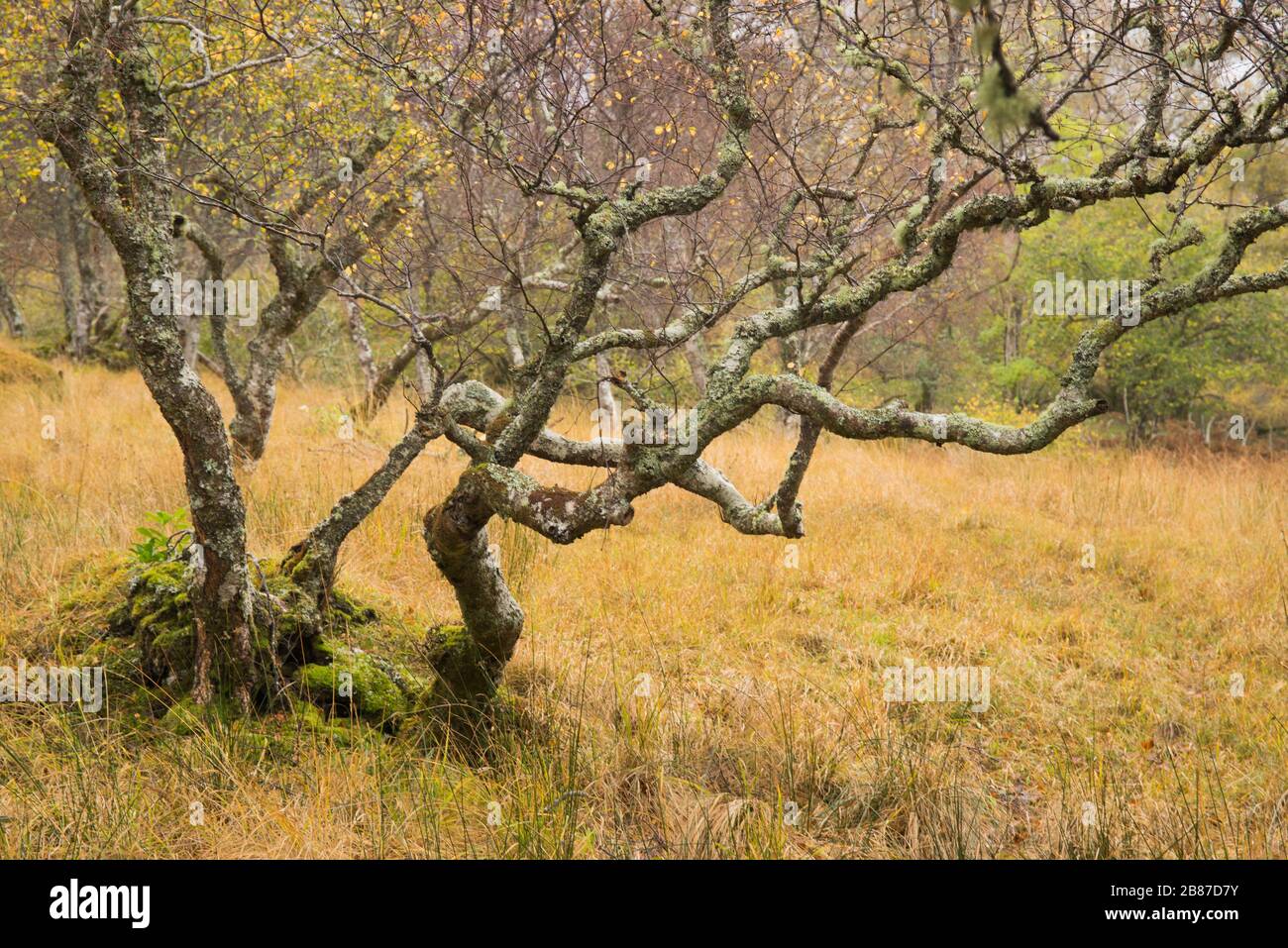 Woodland near the village of Applecross in the Northwest Highlands of ...