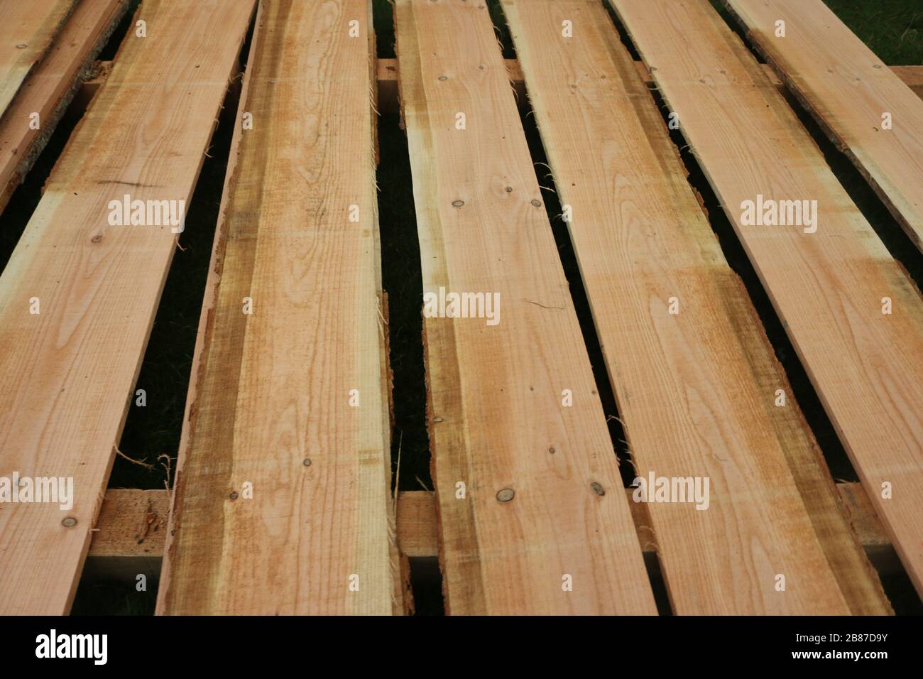 Recently sawn tree timber planks for sale raised on wooden beams with ...