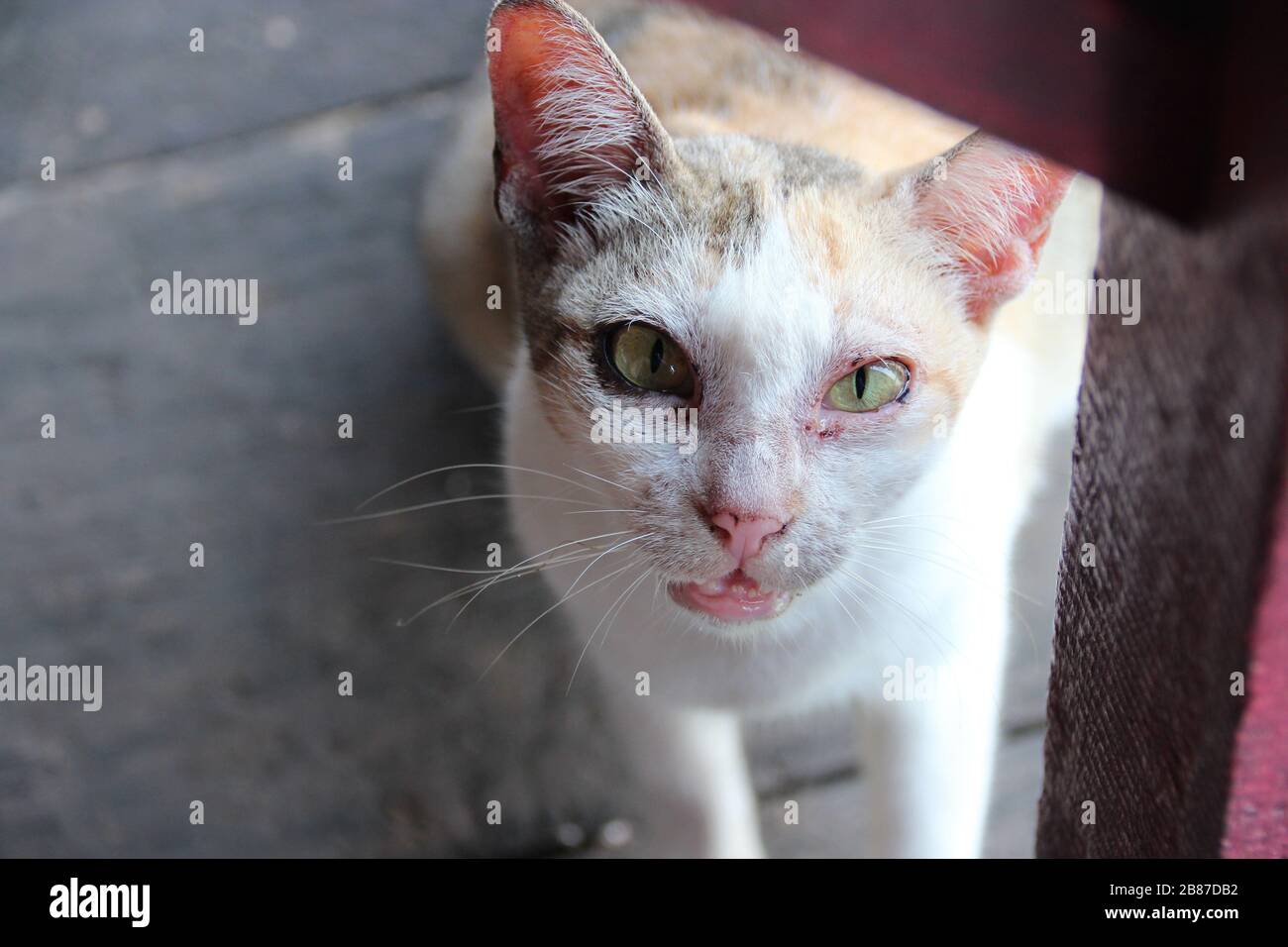 cat in laos Stock Photo - Alamy