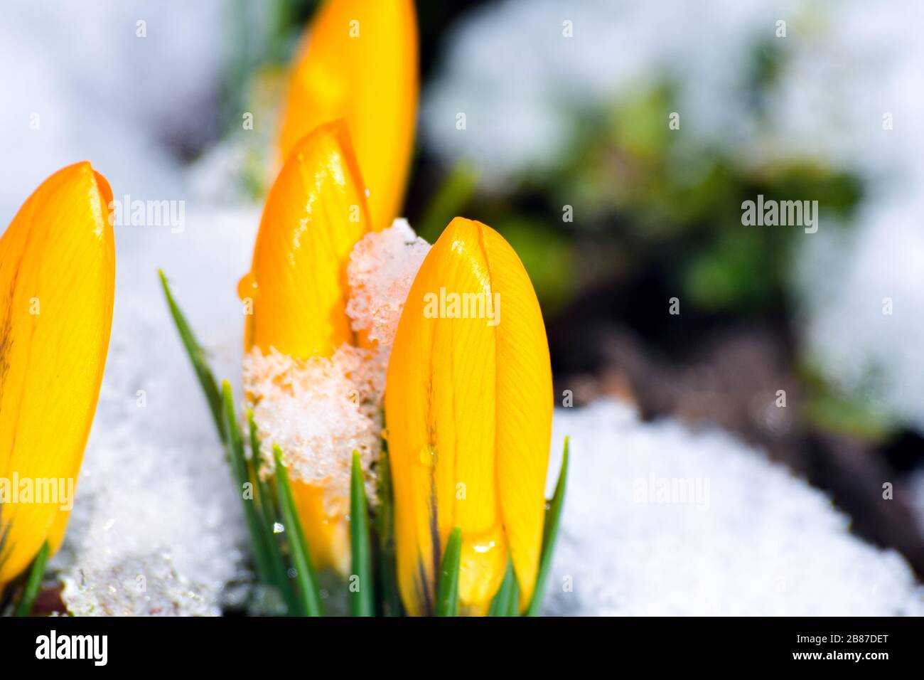 First growth springtime hi-res stock photography and images - Alamy