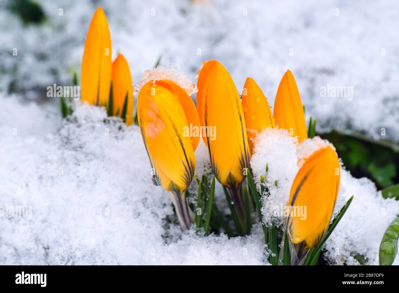 Spring flowers in snow hi-res stock photography and images - Alamy