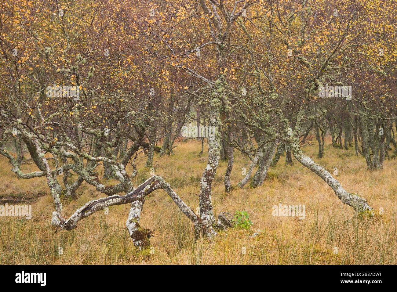 Woodland near the village of Applecross in the Northwest Highlands of ...