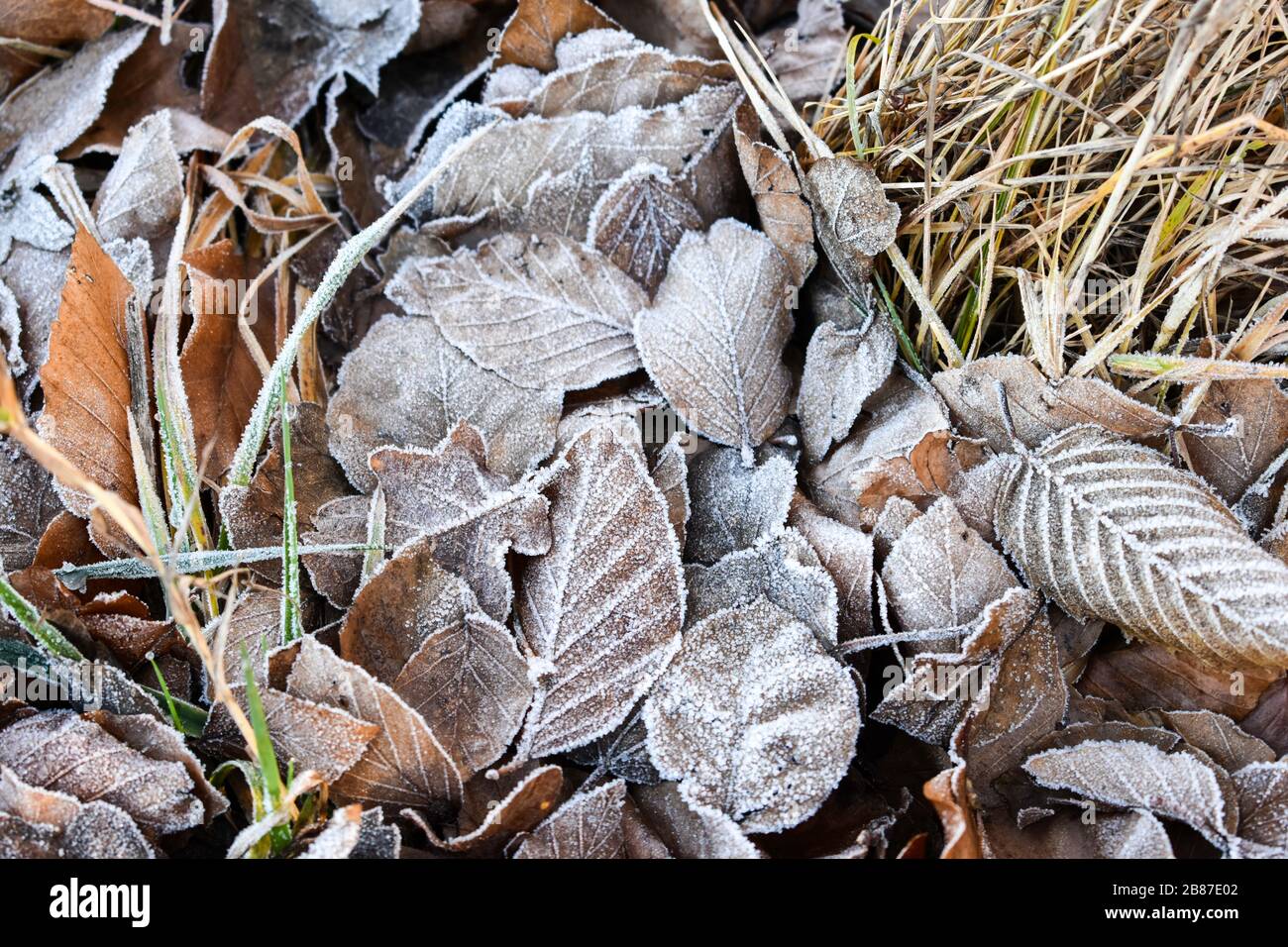 Close up frozen hi-res stock photography and images - Alamy