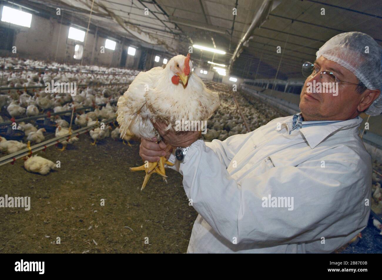 Intensive breeding of chickens hi-res stock photography and images - Alamy