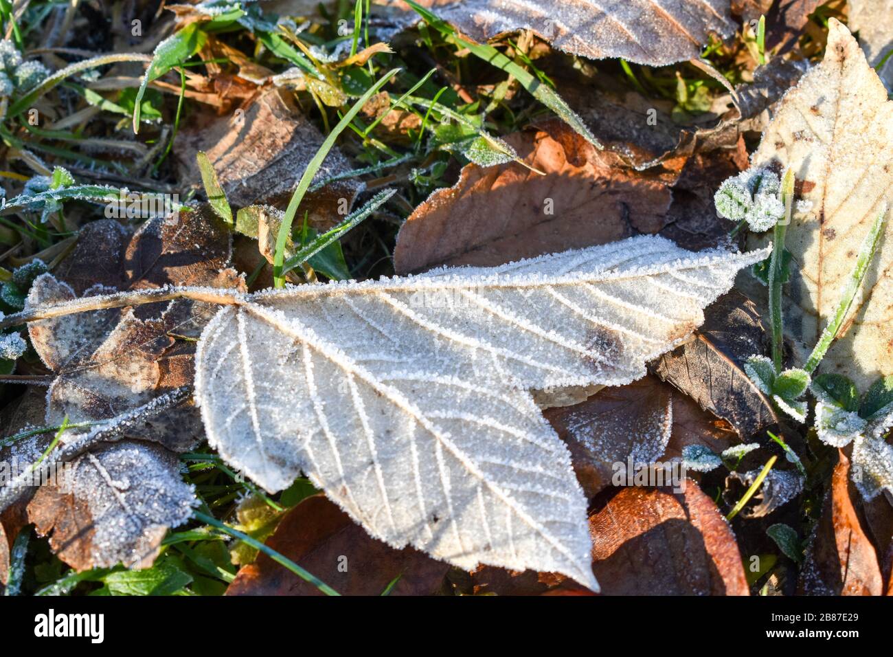 Close up frozen hi-res stock photography and images - Alamy