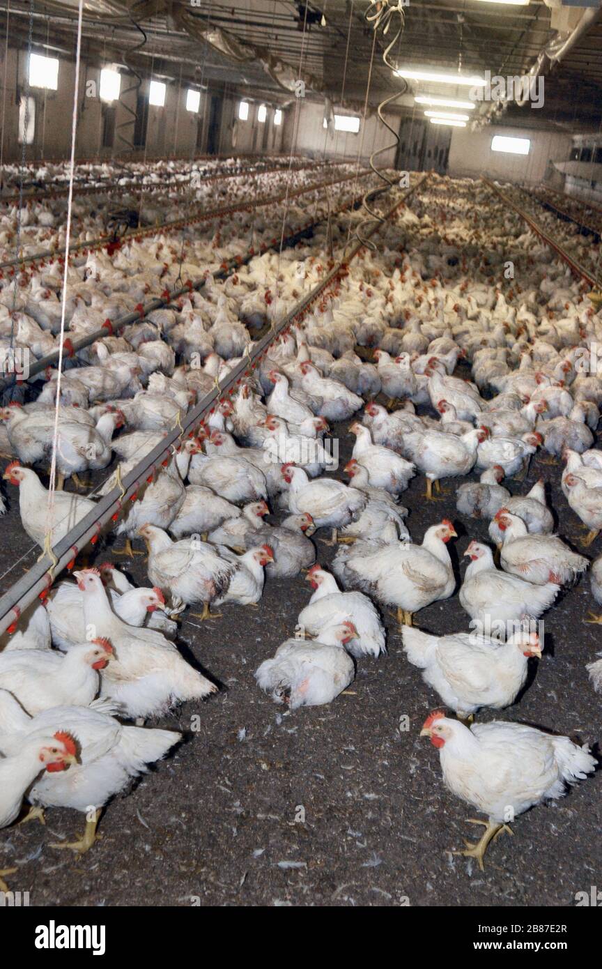 Intensive breeding of chickens hi-res stock photography and images - Alamy