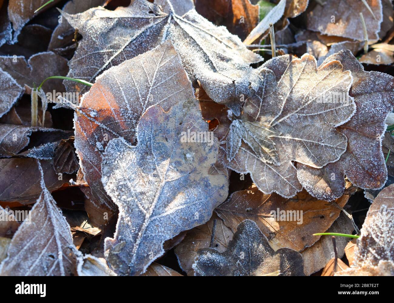 Frozen foliage hi-res stock photography and images - Alamy