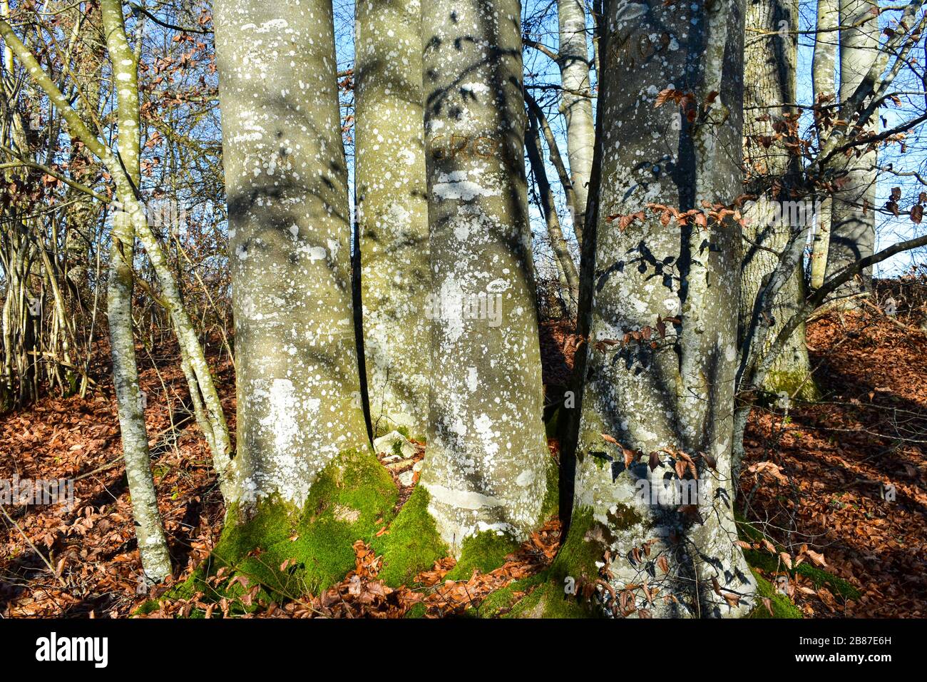 Beech trees stump hi-res stock photography and images - Alamy