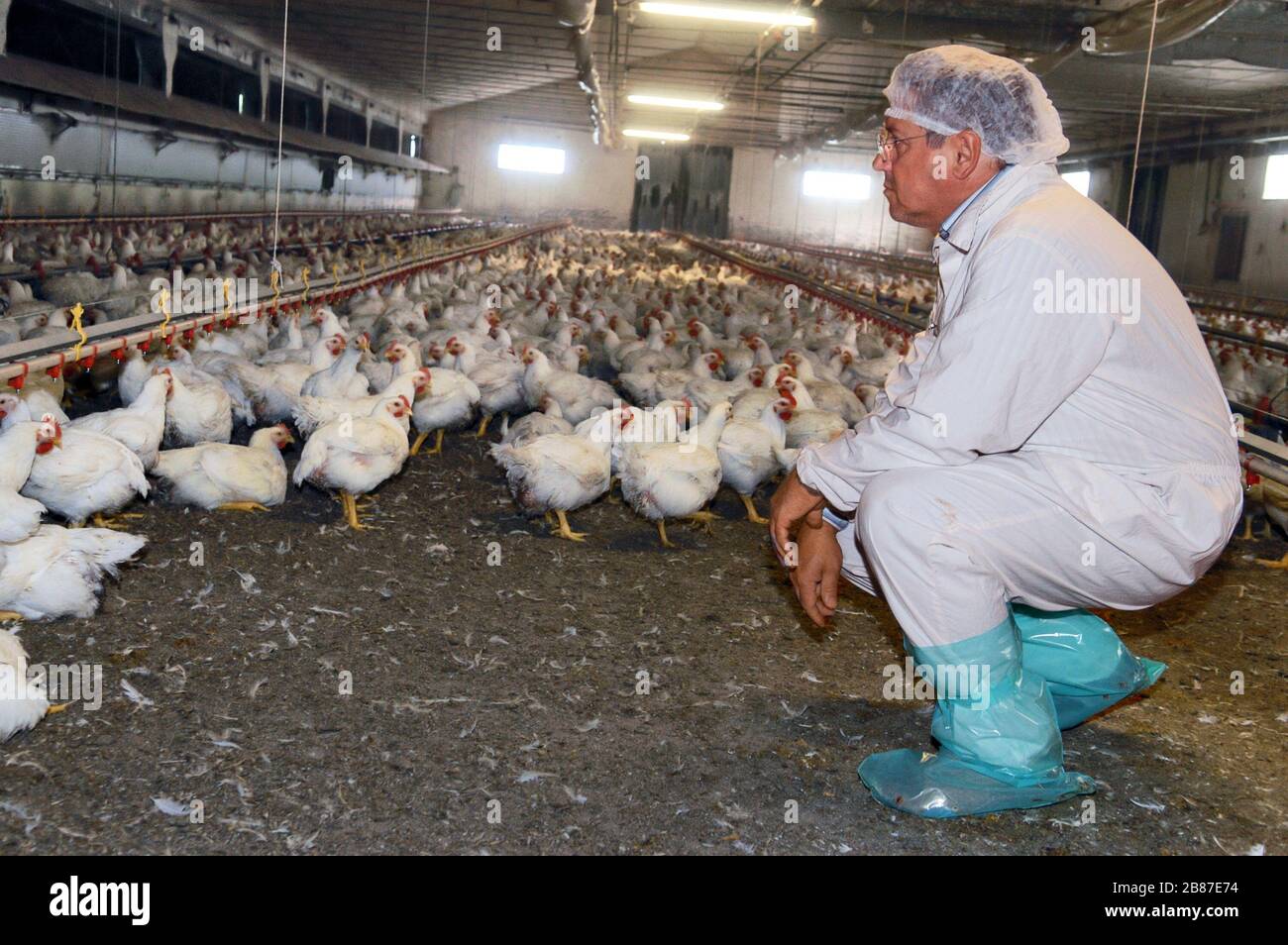 Intensive breeding of chickens hi-res stock photography and images - Alamy