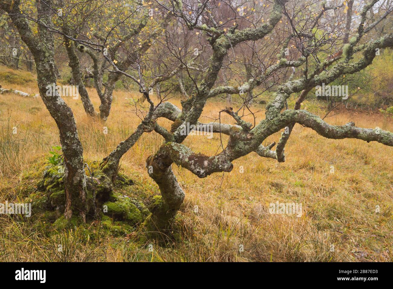 Woodland near the village of Applecross in the Northwest Highlands of ...