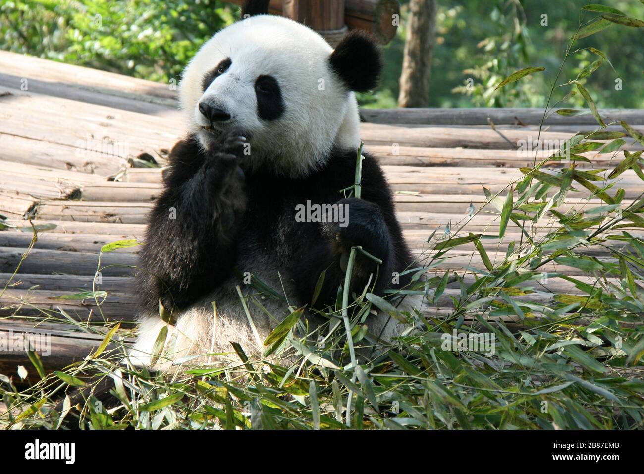 giant panda in a zoo in chengdu (china Stock Photo - Alamy