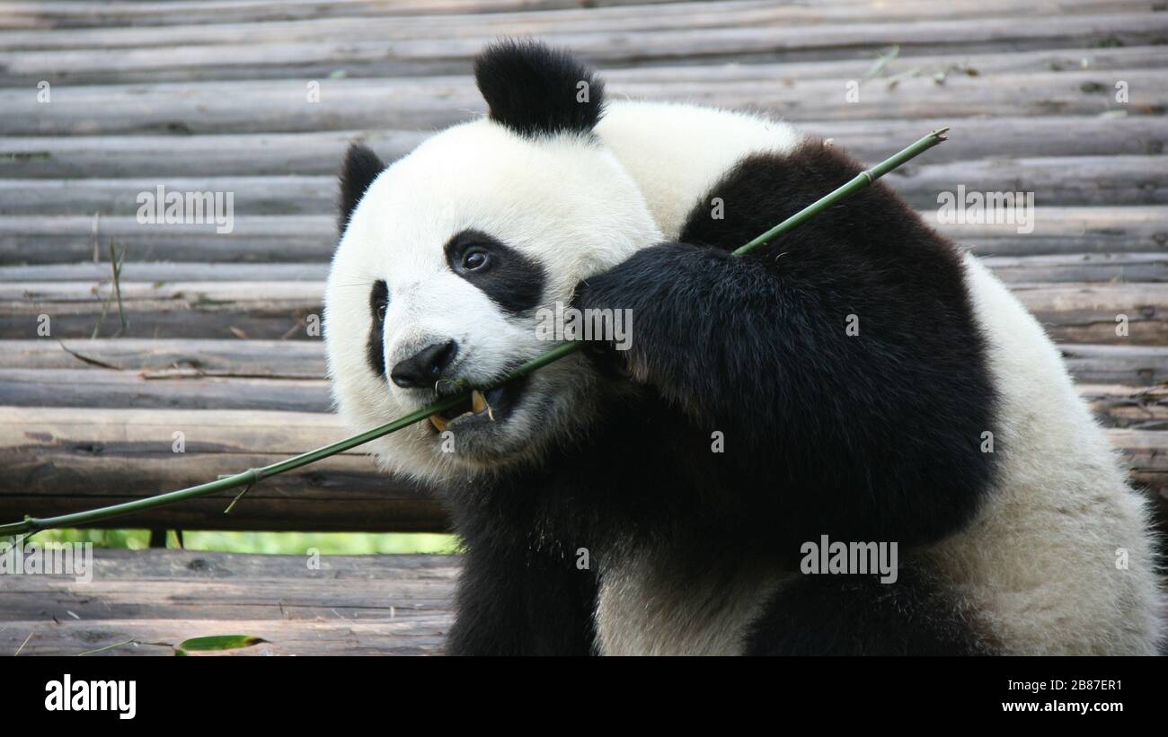 giant panda in a zoo in chengdu (china Stock Photo - Alamy