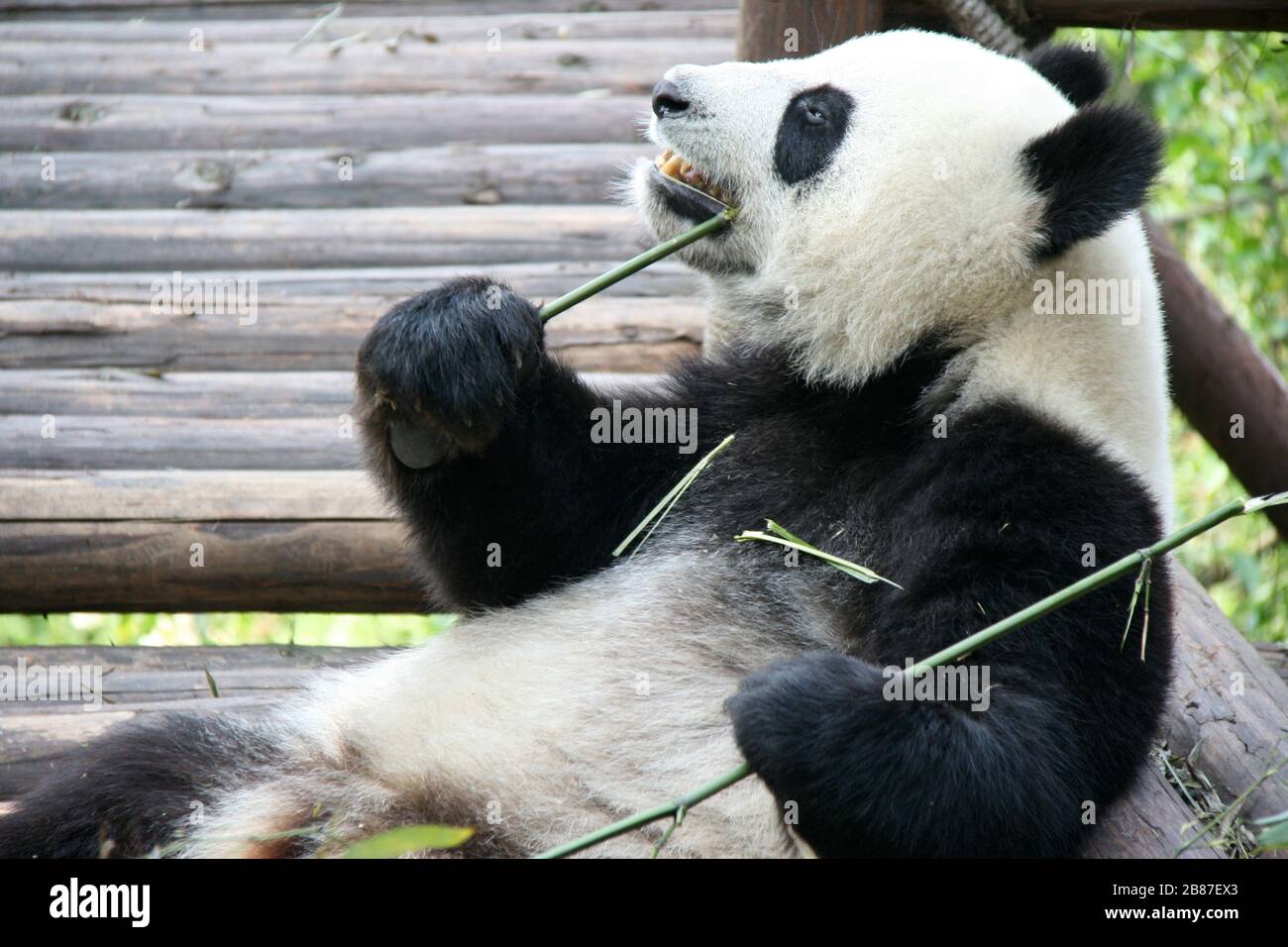 giant panda in a zoo in chengdu (china Stock Photo - Alamy