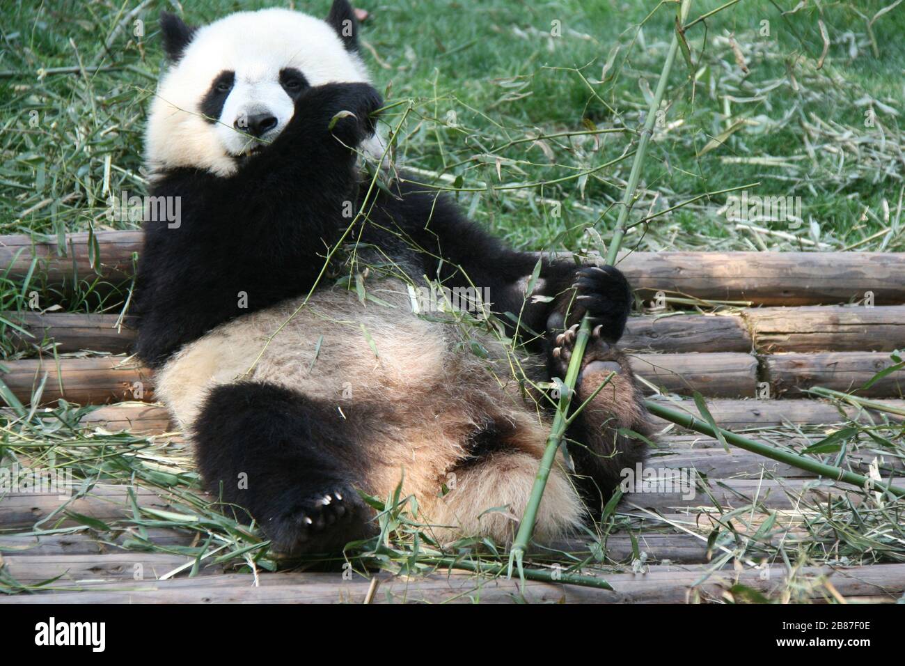 giant panda in a zoo in chengdu (china Stock Photo - Alamy