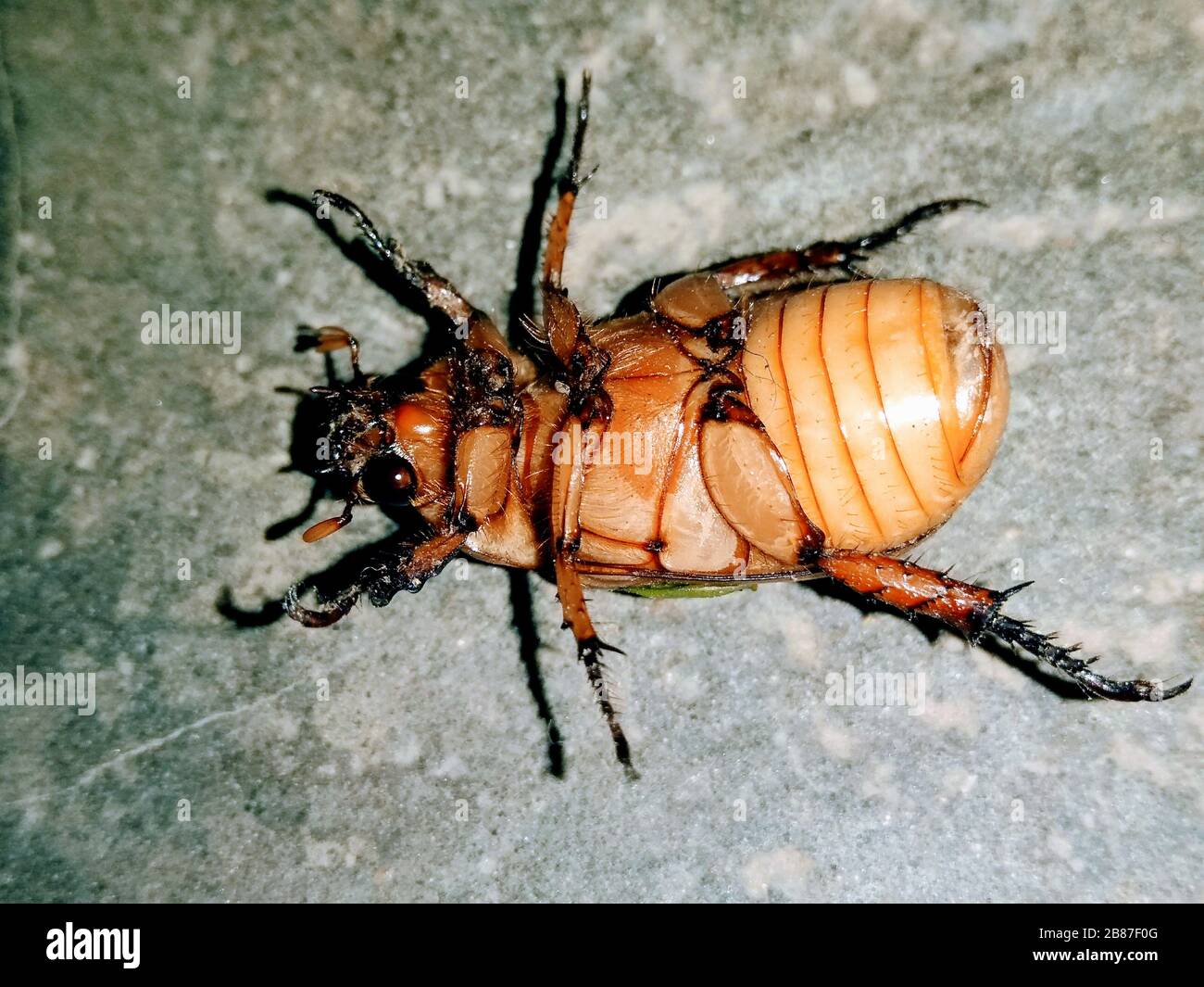 A picture of beetle Stock Photo - Alamy