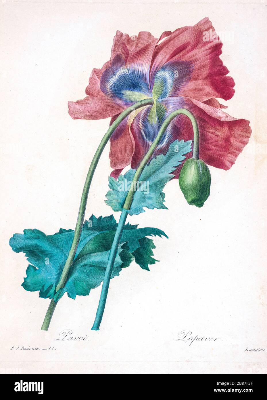 Poppy flower engraving hi-res stock photography and images - Alamy