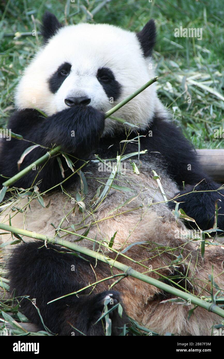 giant panda in a zoo in chengdu (china Stock Photo - Alamy